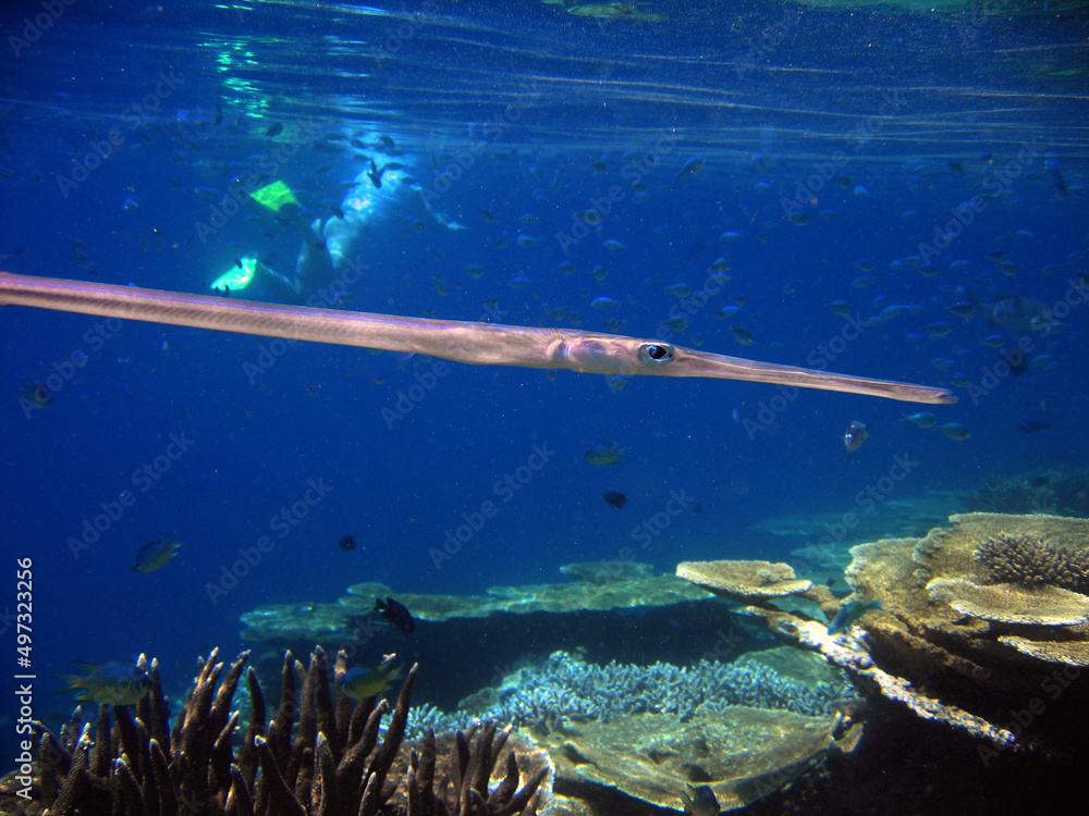 Blue Spotted Cornetfish