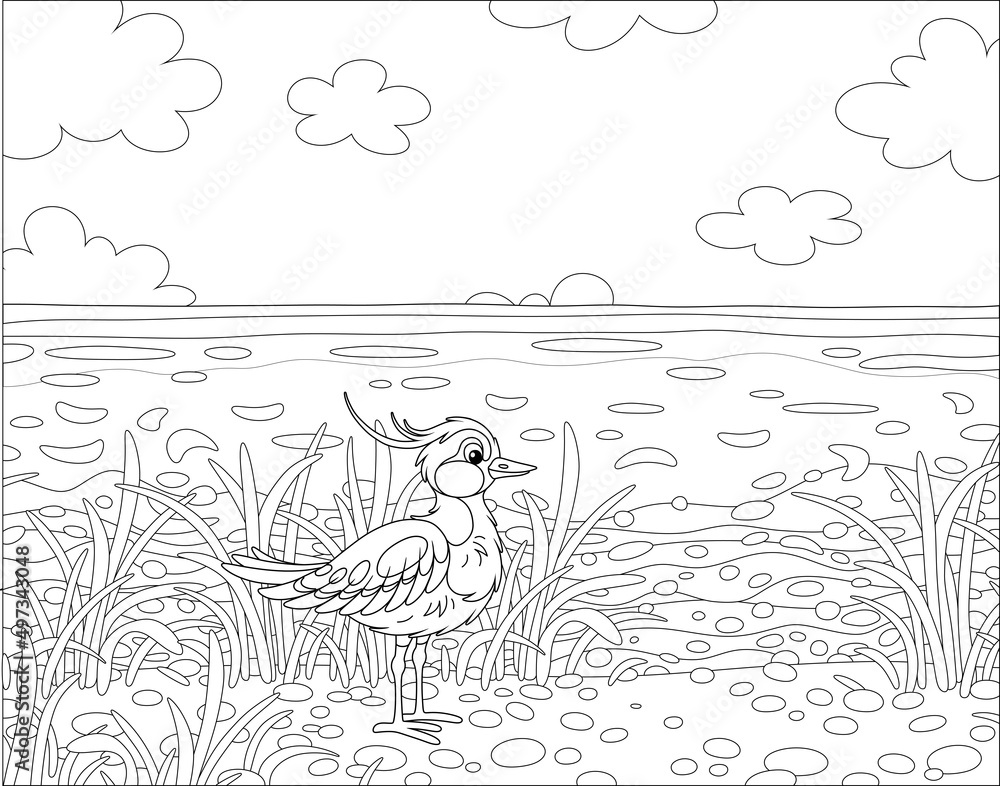 Small funny lapwing walking among grass near a sea on a sunny summer ...