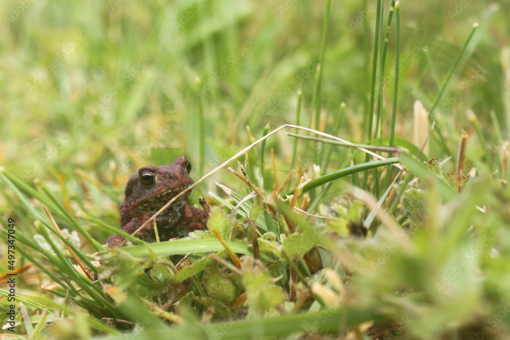 Little baby Common toad (Bufo bufo), juvenile frog, amphibian, Ropucha obecná, baby toad, frog ...