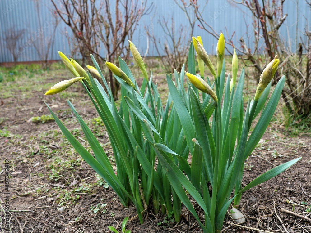 unopened buds of daffodils in a spring garden, a bush of fresh April ...