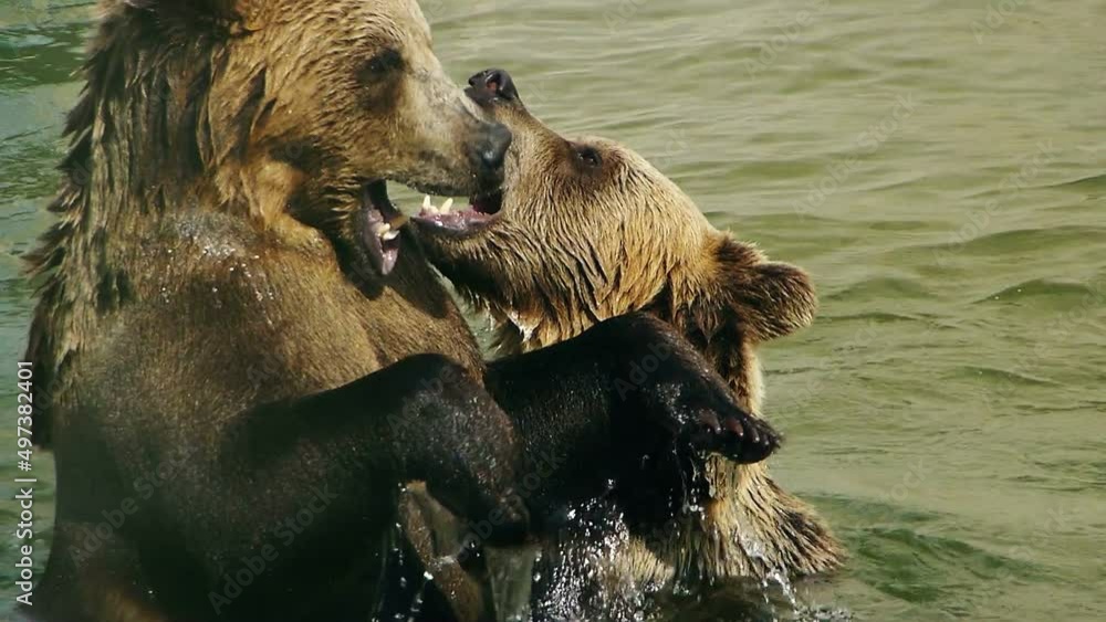 Two Brown Bears Threaten, Growl, Wrestling At Each Other In The River, Close up. Bear Cubs ...