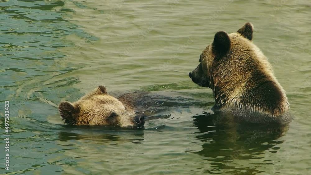 Two young bears growl, bite, fighting each other in the water, сlose up. Footage of wild animals ...