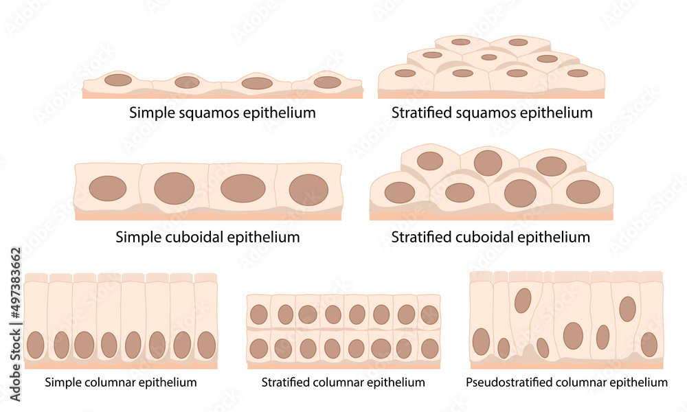 Cells of epithelial tissue: squamous (flattened and thin), cuboidal ...