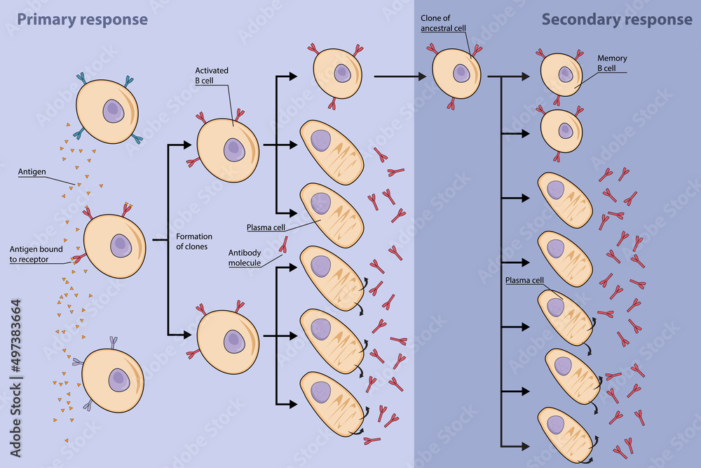 Clonal selection of B cells. Primary B cell immune response with ...