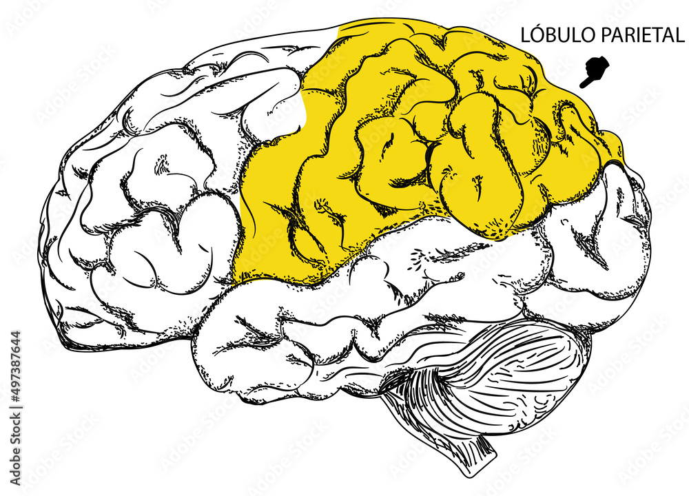 CEREBRO_LÓBULO PARIETAL Stock Illustration | Adobe Stock