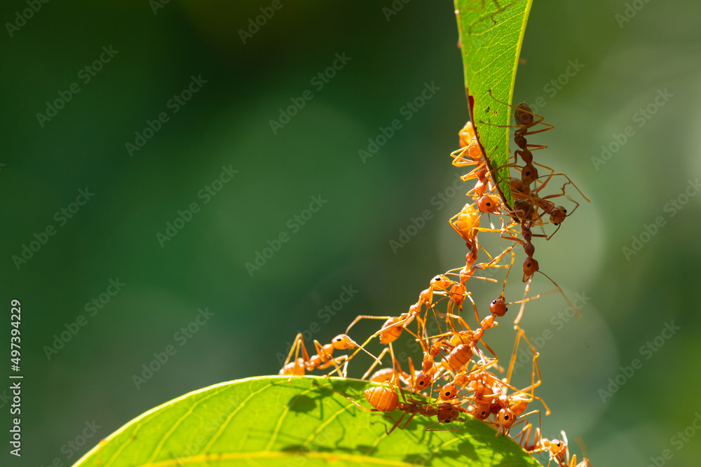 Ant action standing.Ant bridge unity team,Concept team work together ...