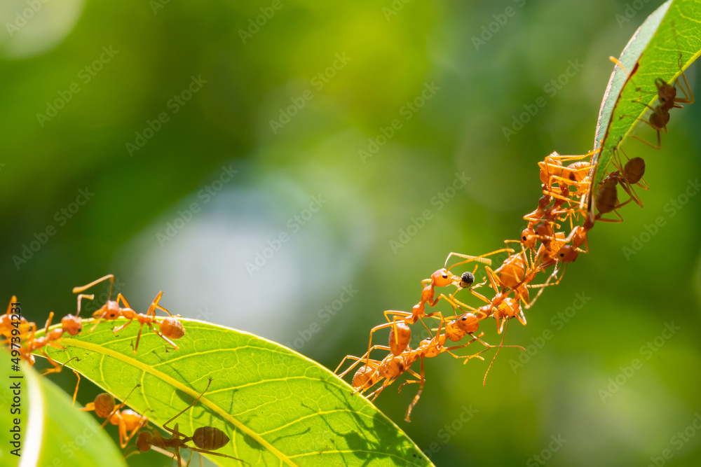 Ant action standing.Ant bridge unity team,Concept team work together ...