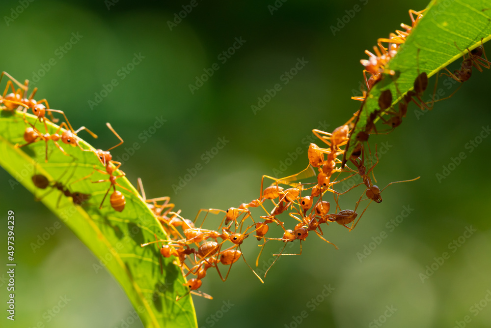 Ant action standing.Ant bridge unity team,Concept team work together ...