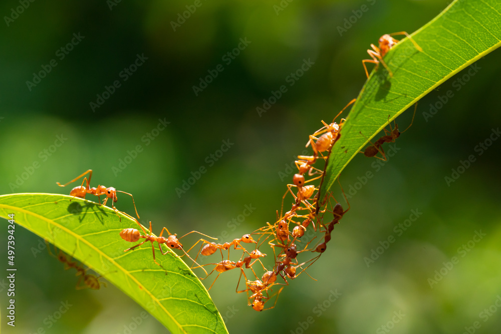 Ant action standing.Ant bridge unity team,Concept team work together ...