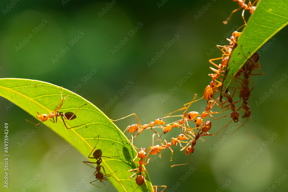Ant action standing.Ant bridge unity team,Concept team work together ...