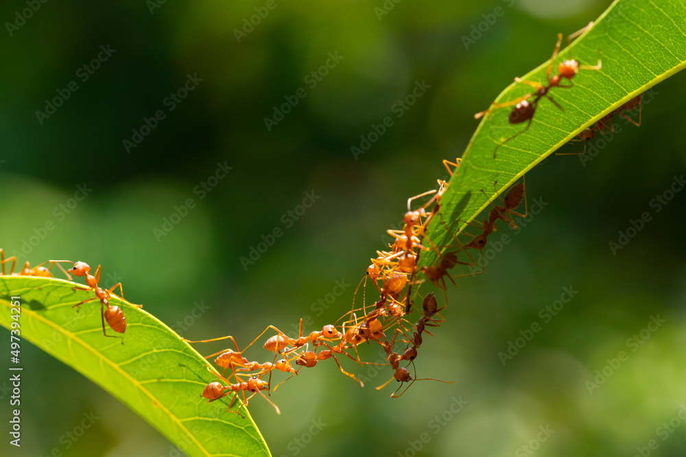 Ant action standing.Ant bridge unity team,Concept team work together ...