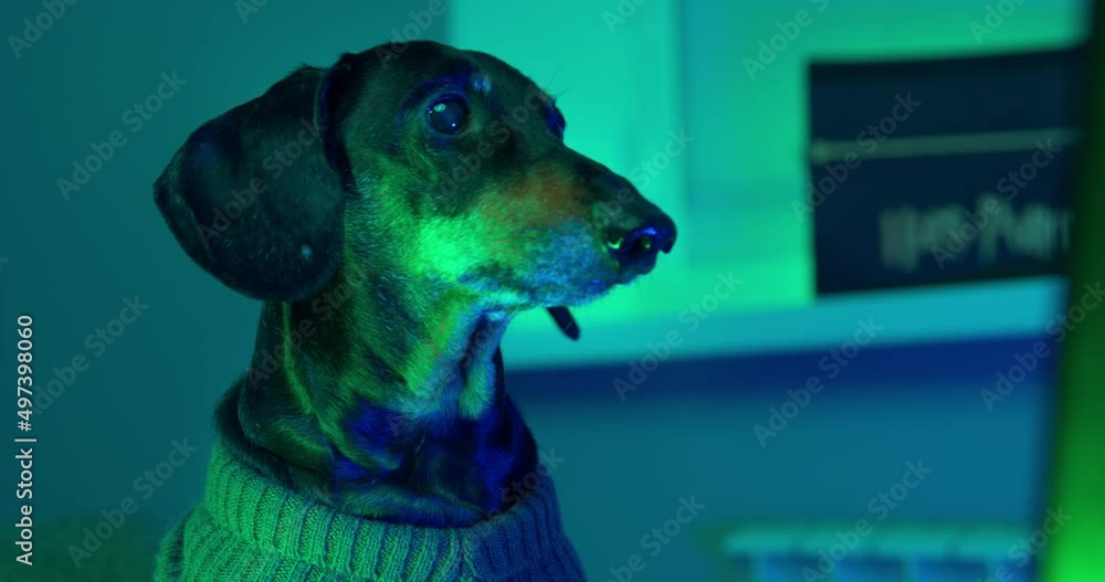 Dressed dachshund dog looks at screen of hacker computer in dark room ...