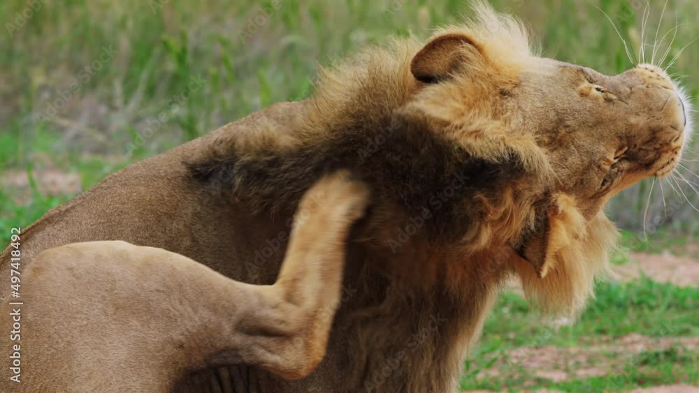 Magnificent Prime Male Lion Scratches The Top Of His Head In The ...