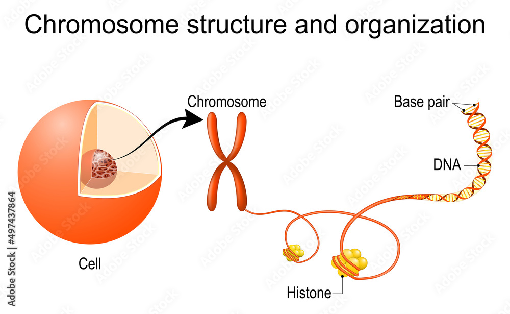 Chromosome structure and organization Stock Vector | Adobe Stock