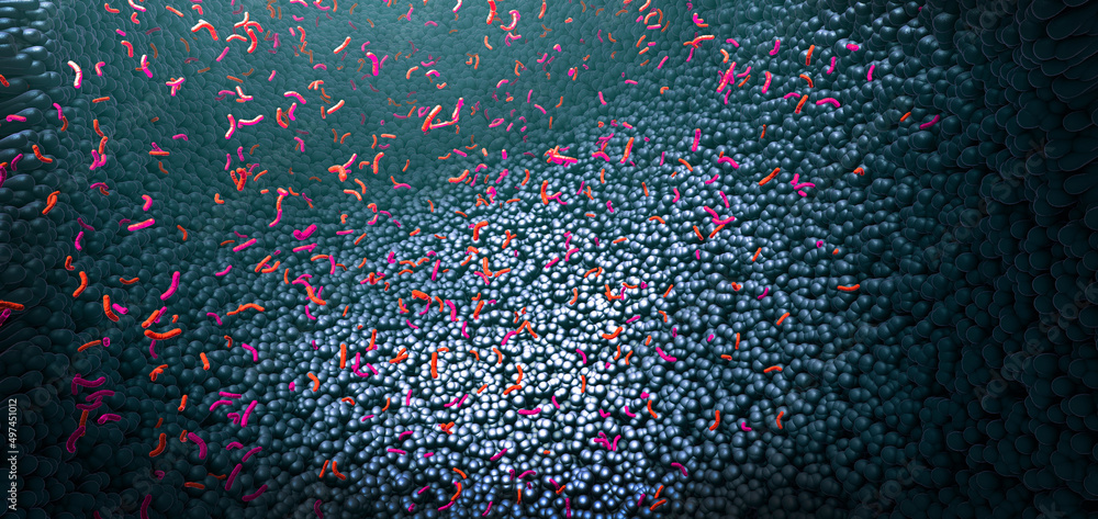 Bacteria as part of the intestinal microbiome in the digestive tract ...