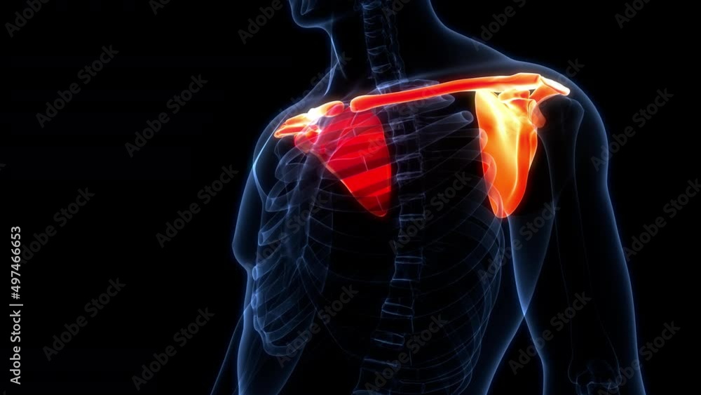 Human Skeleton System Pectoral (Shoulder) Girdle Bone Joints Anatomy ...