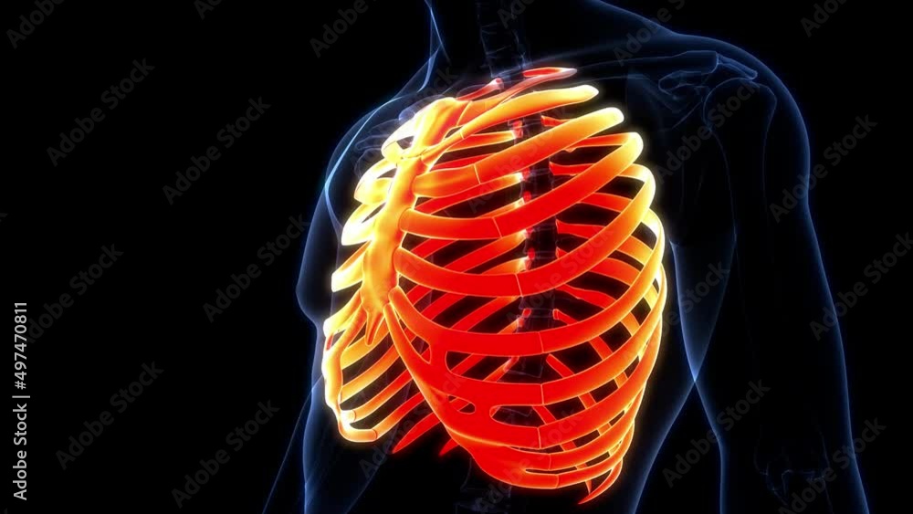 Human Skeleton System Rib Cage Bone Joints Anatomy Animation Concept ...