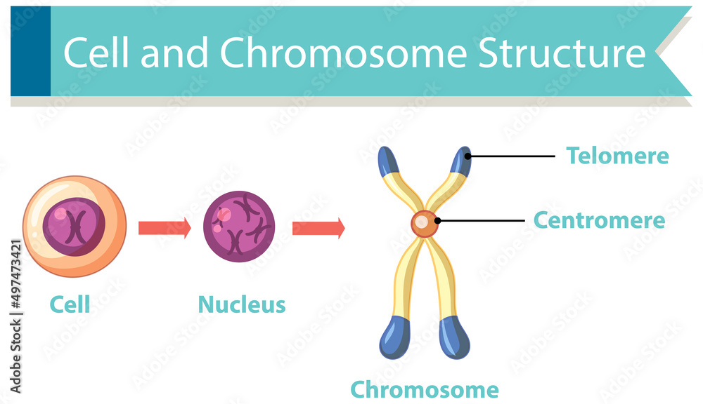 Diagram showing cell and chromosome structure Stock Vector | Adobe Stock