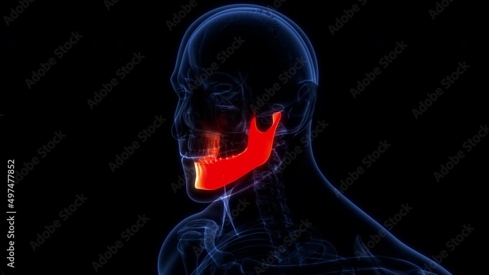 Human Skeleton System Skull Bone Parts Mandible Anatomy Animation ...