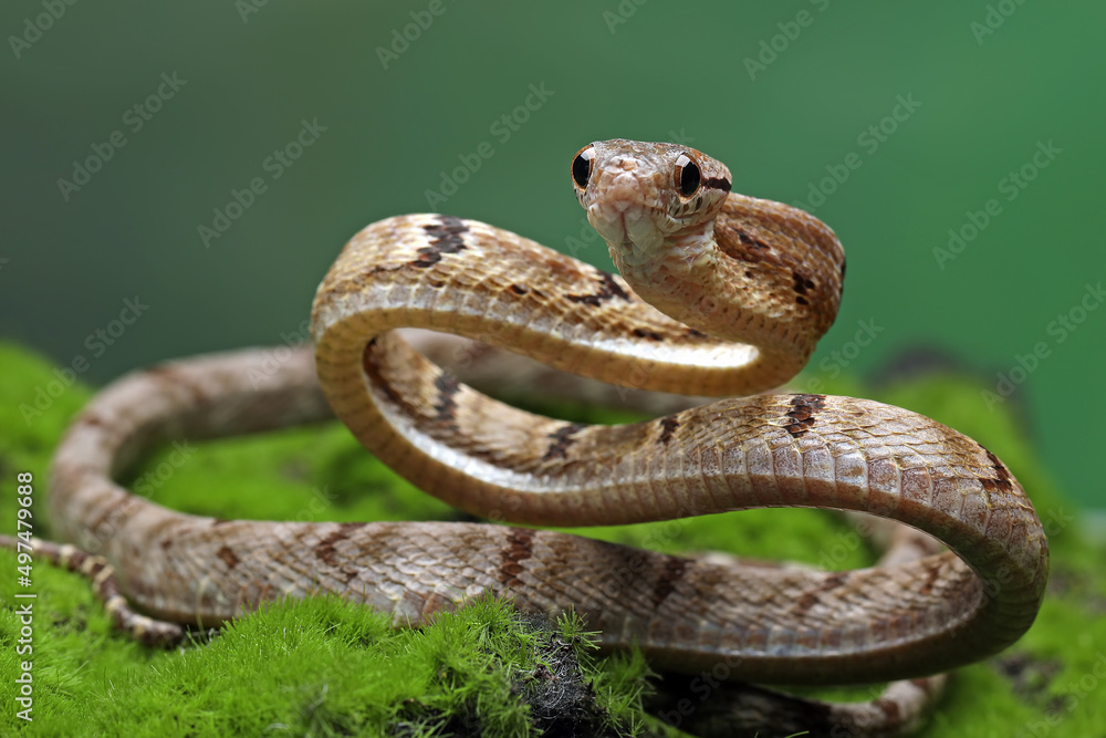 Boiga cynodon commonly known as the Dog-toothed Cat Snake, is a snake ...