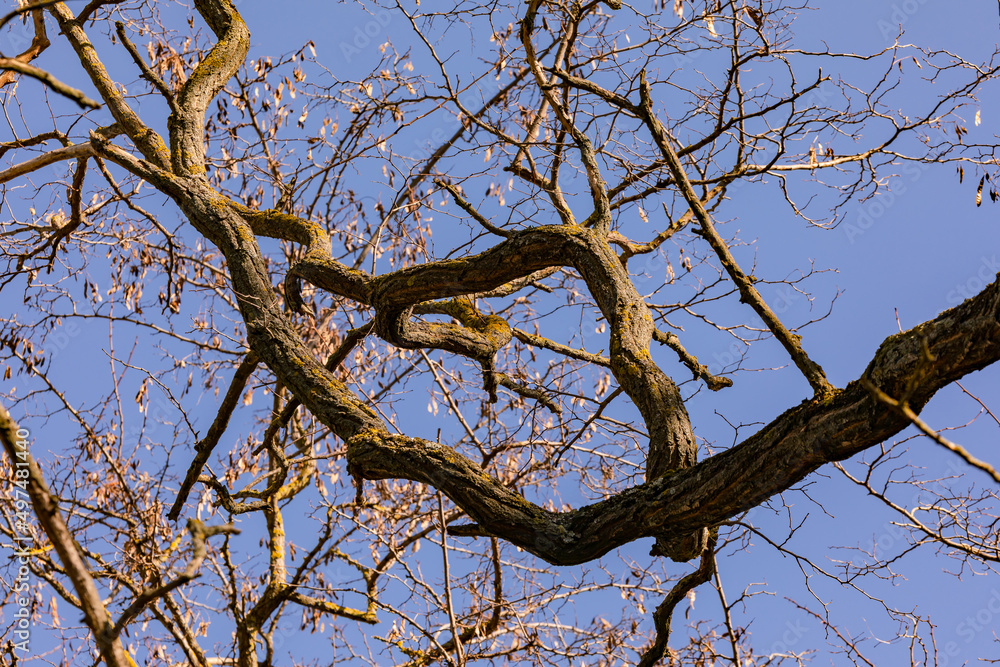 Branches of a tree are wildly intertwined, showing order in chaos Stock ...