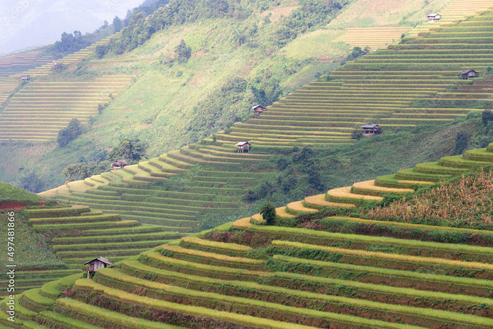 Green terraced rice fields in rainy season at Mu Cang Chai, Vietnam ...