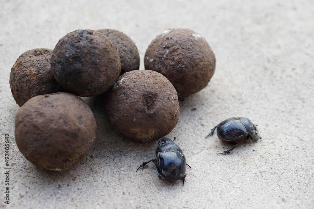 Pile of soil dung balls and dung beetles. Roll dung into round balls ...