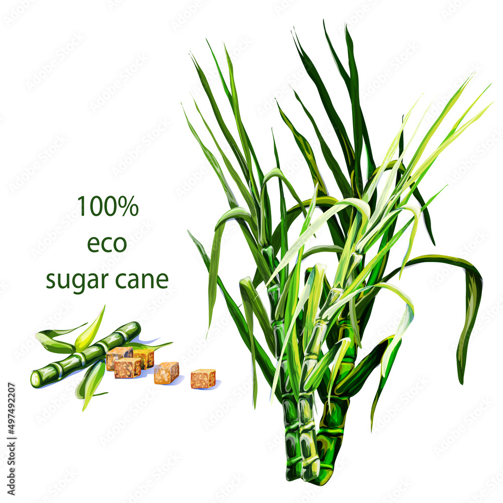 sugar cane, plant, refined, colored hand drawing green branches of ...
