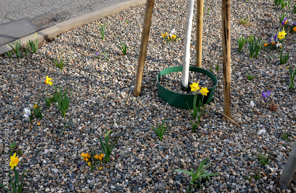 newly planted trees and flower beds onstreet. green plastic circle ...