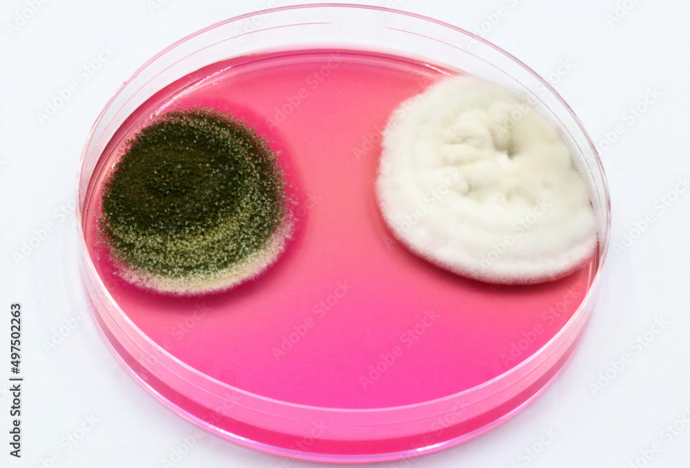 Foto de Microbiological culture plate where two fungi have grown do ...