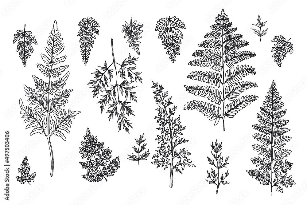 Forest herbs, ferns. Flowers vector line drawing. drawn by a black line ...
