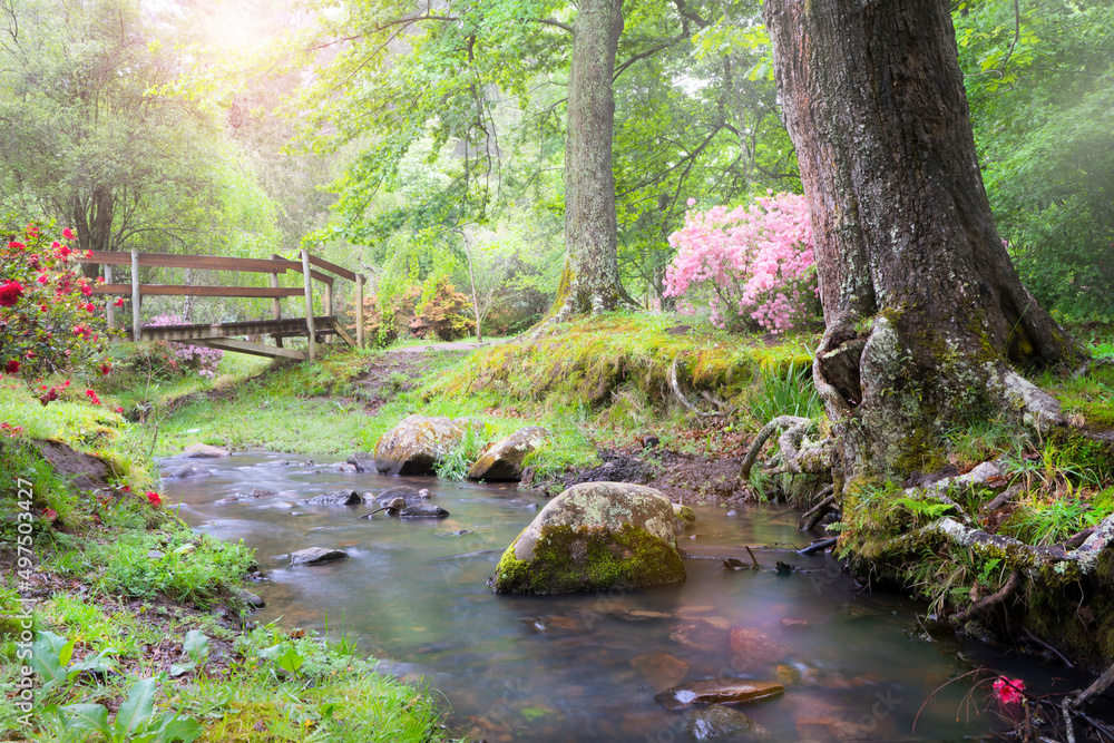 Magical forest stream and wooden bridge. Beautiful nature scene ...