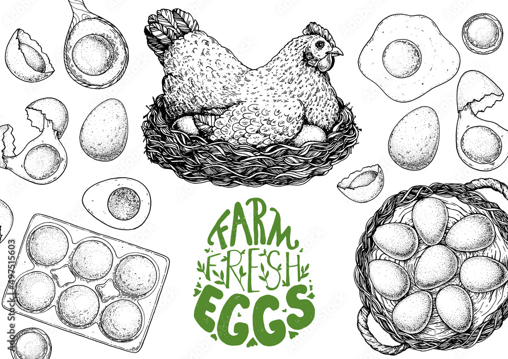 Chicken eggs sketch. Hen sitting in the nest. Hand drawn illustration ...