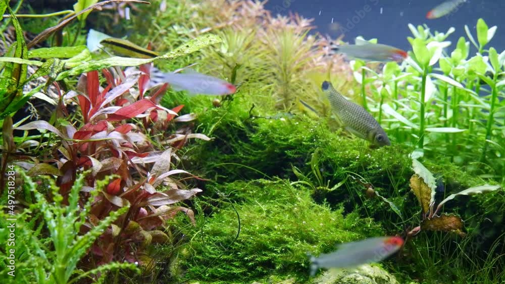 rummy-nose tetra, silver flying fox, Siamese algae eater, detail of ...