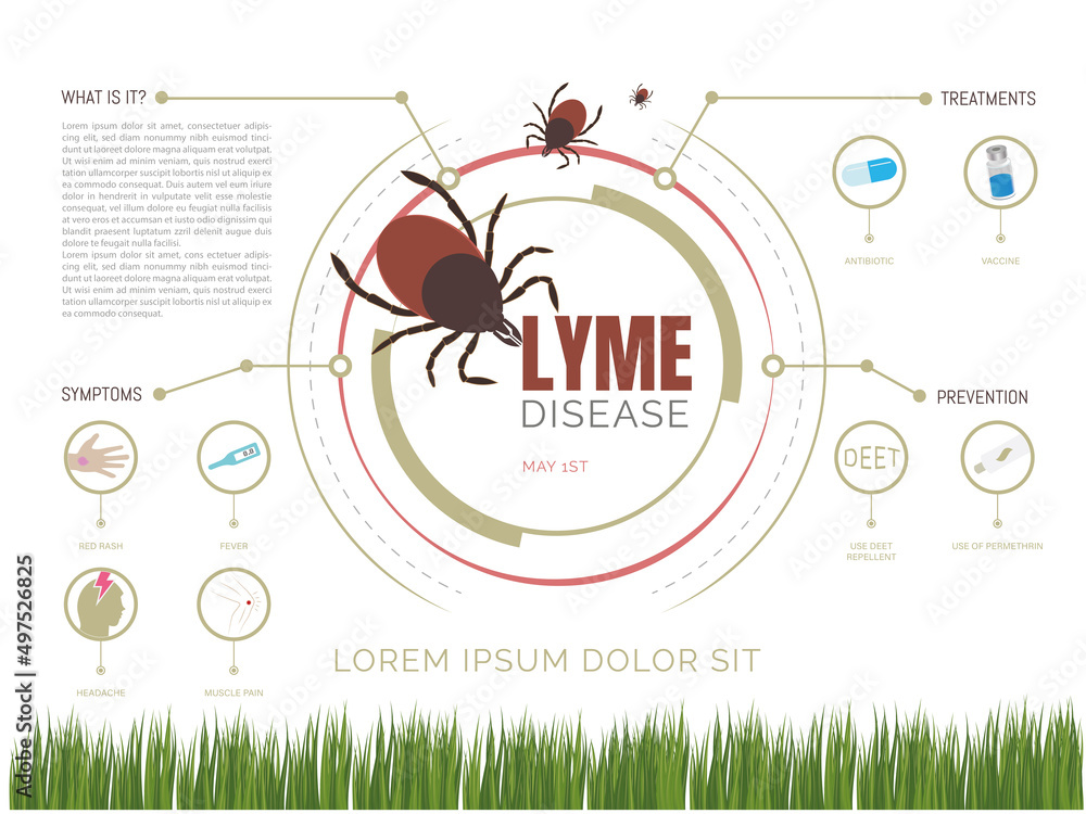 Lyme disease infographic .World Lyme disease day which is contracted by ...