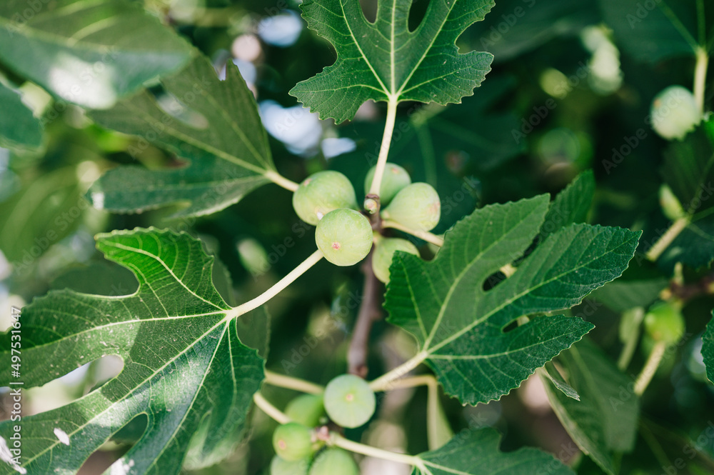 Foto de green unripe figs fruits on the branch of a fig tree or ...