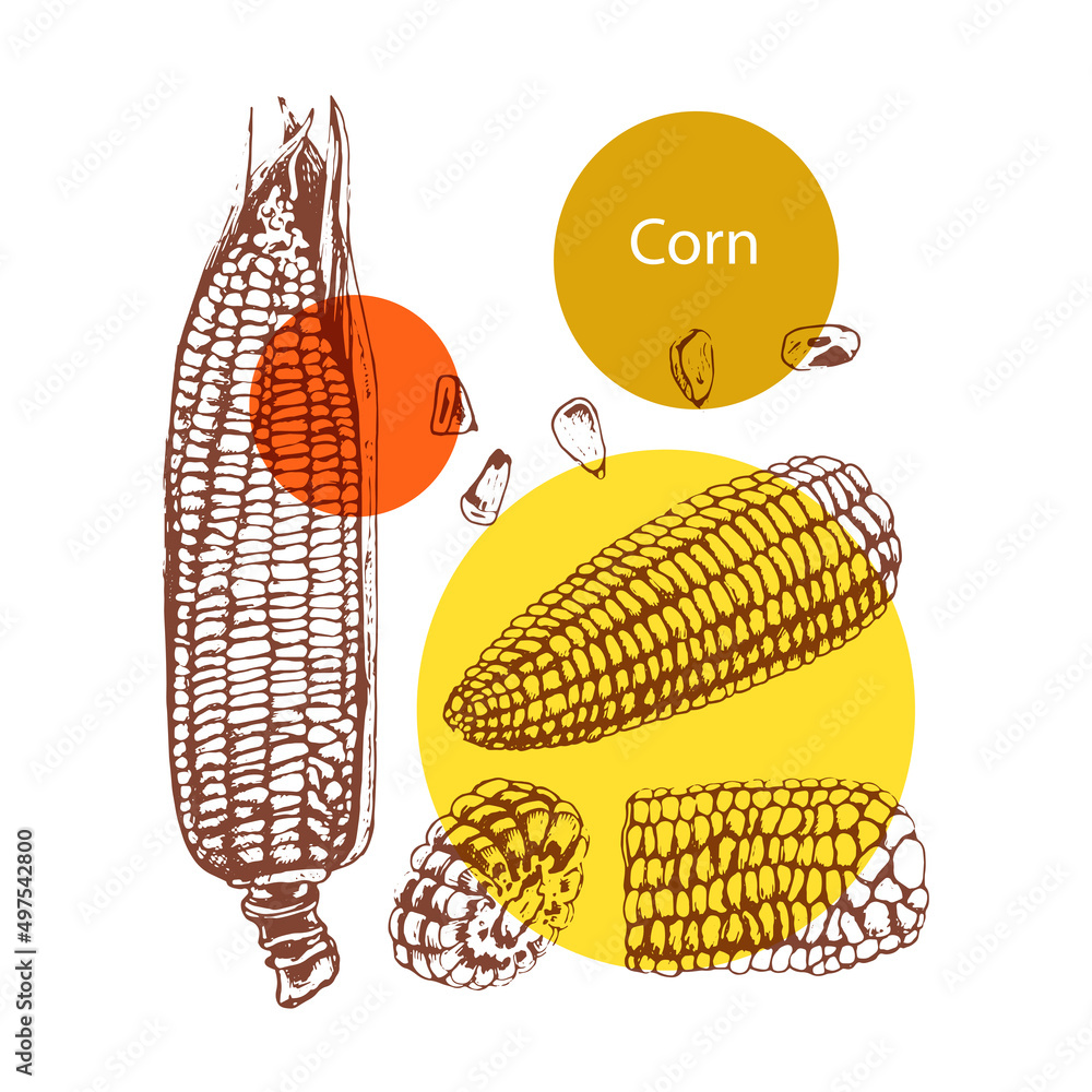 corn, graphics, hand-drawing corn, graphics, hand drawing, detailed ...