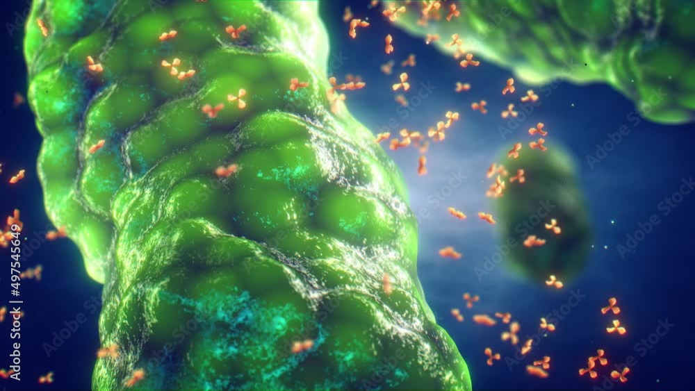 Animation of antibodies (Immunoglobulin) attaching to Escherichia coli ...