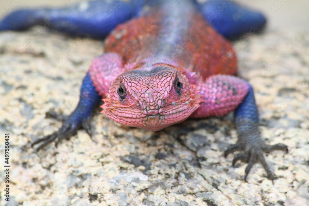 Mwanza flat-headed rock agama is a lizard reptile in the family ...
