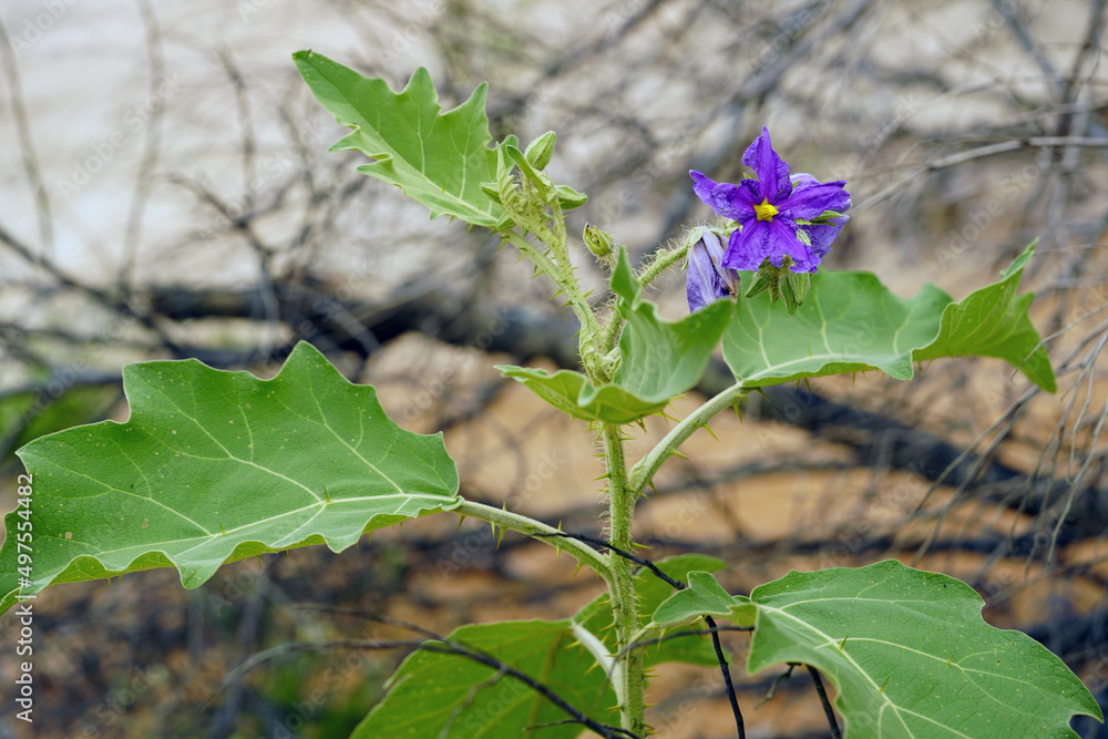 Flowering Potato tree plant, rare and with medicinal properties ...