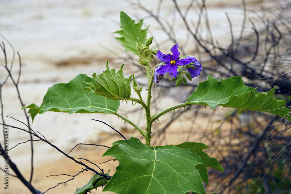 Flowering Potato tree plant, rare and with medicinal properties ...