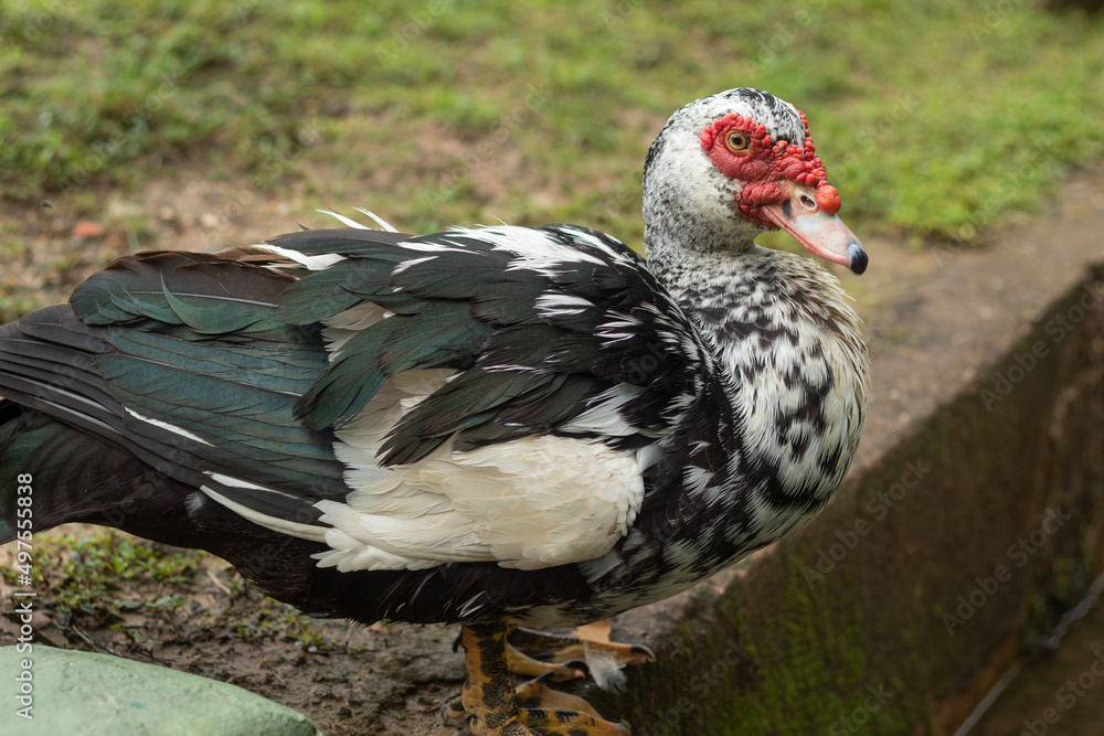 Black Muscovy Ducks
