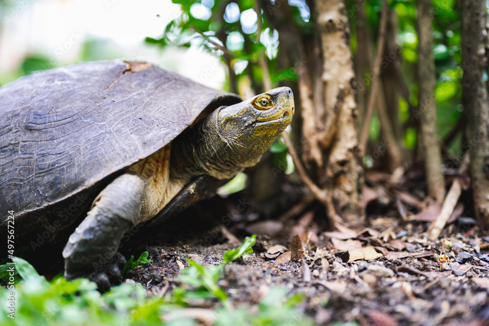 Turtle is walking on ground. Amphibians were raising it heads to look ...
