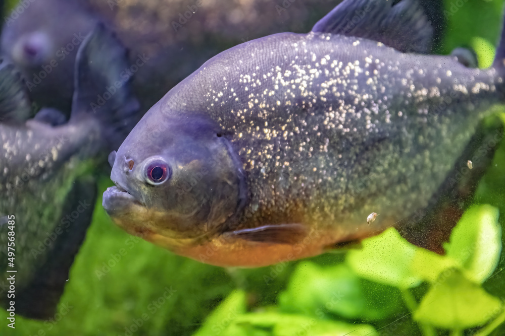 Closeup of the red-bellied piranha, also known as the red piranha ...