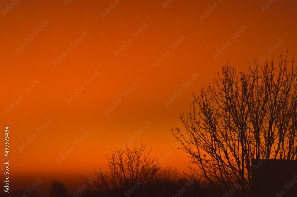 Stunning view orange cloudless sunset sky and tree silhouettes ...