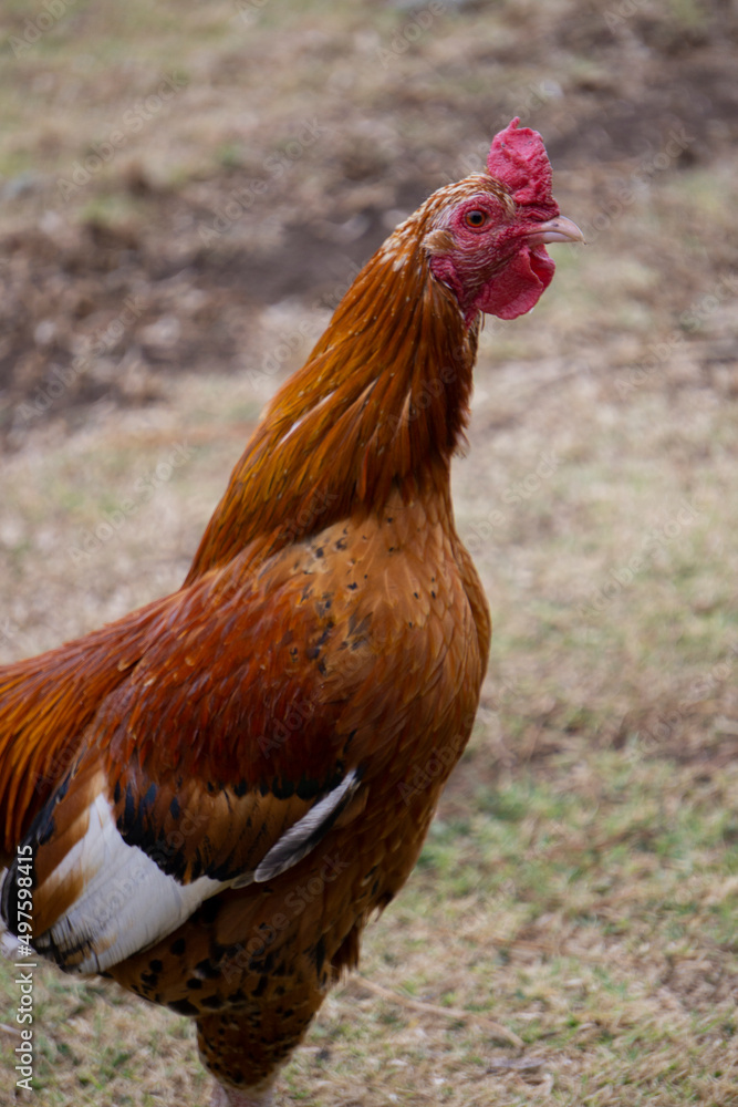 Gallina con el cuello estirado Stock Photo | Adobe Stock