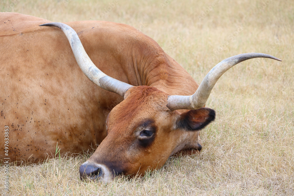 Sad Longhorn Stock Photo | Adobe Stock