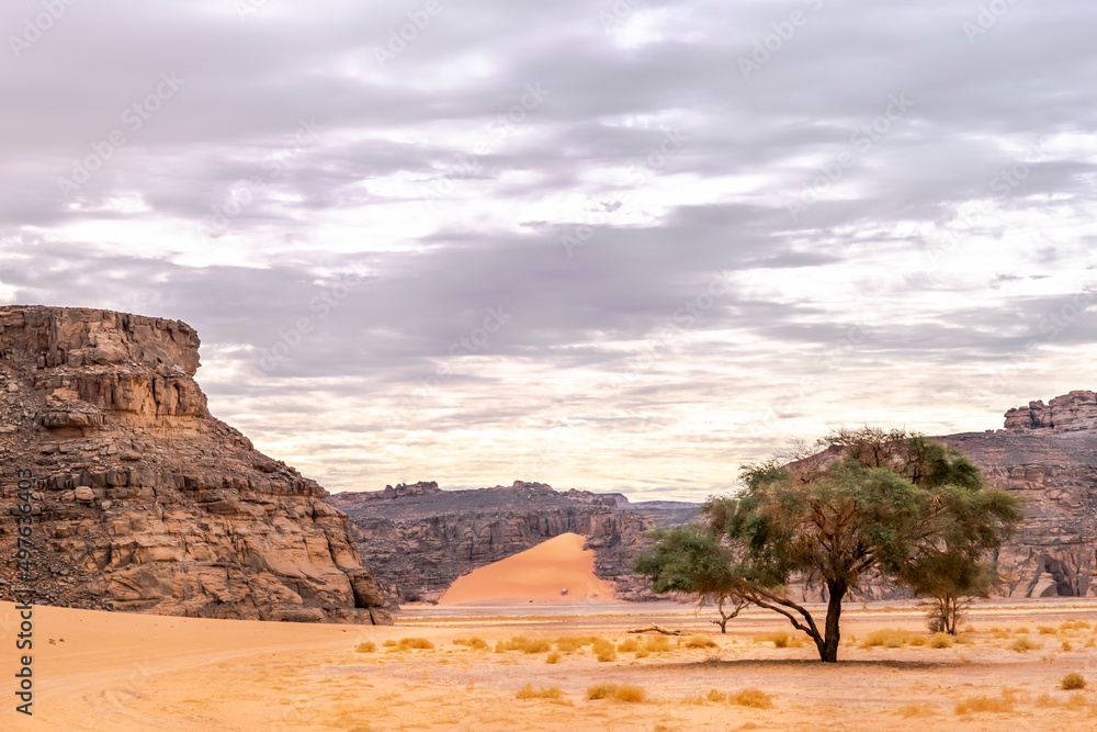 Tadrart Rouge Acacia tree in a reg desert area of Tassili n'Ajjer ...