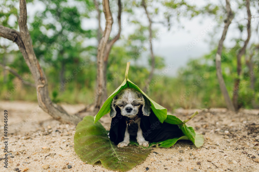 A cute puppy dog standing in the rain wearing a leaf raincoat Stock ...
