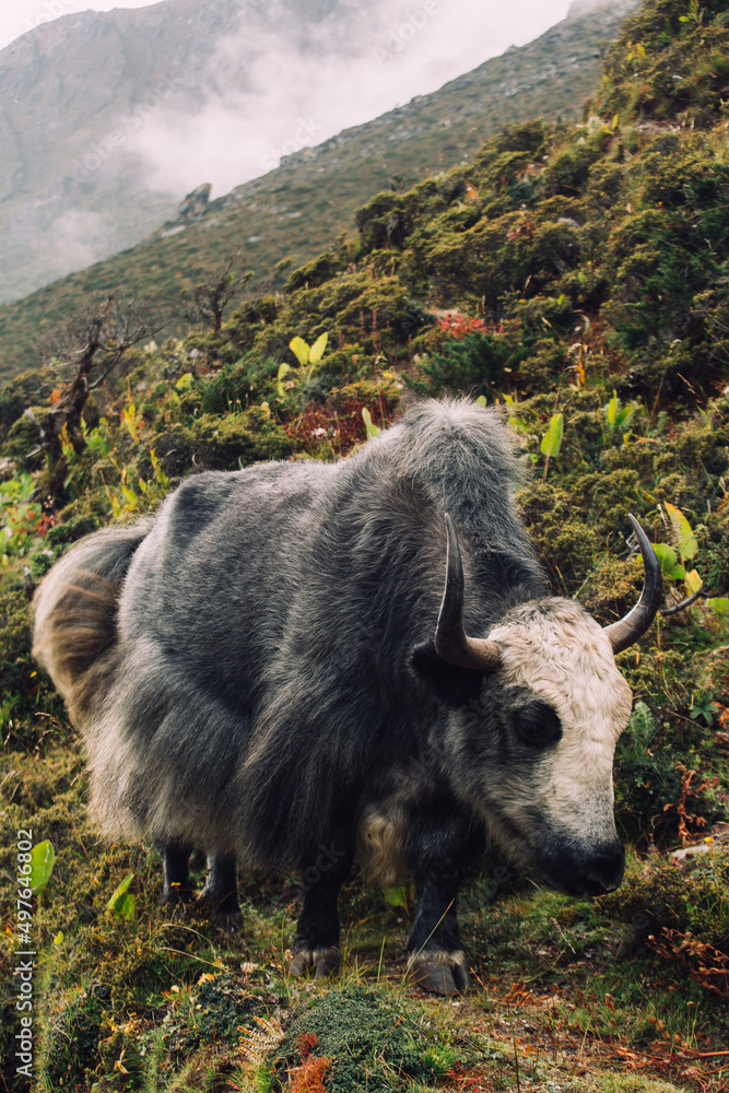 Domestic yak animal on the hillside Stock Photo | Adobe Stock